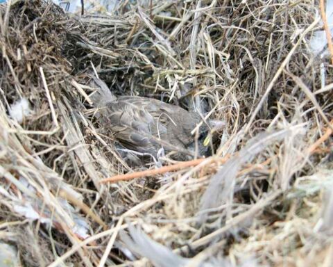 Sparrow Nests: Where To Find Them, What They Look Like & More