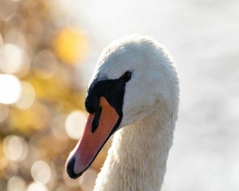 Do Swans have Ears? How do they hear? You'll be Surprised!