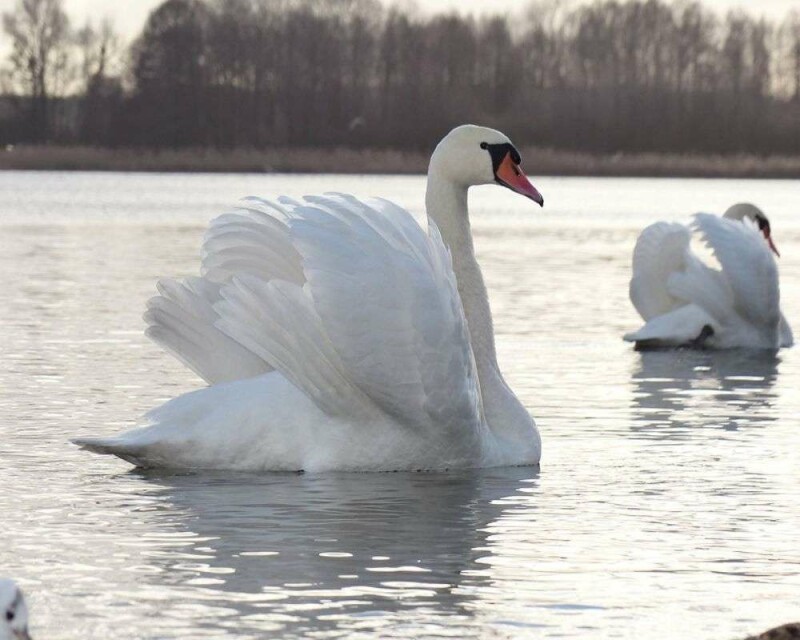 Do Swans have Ears? How do they hear? You'll be Surprised!