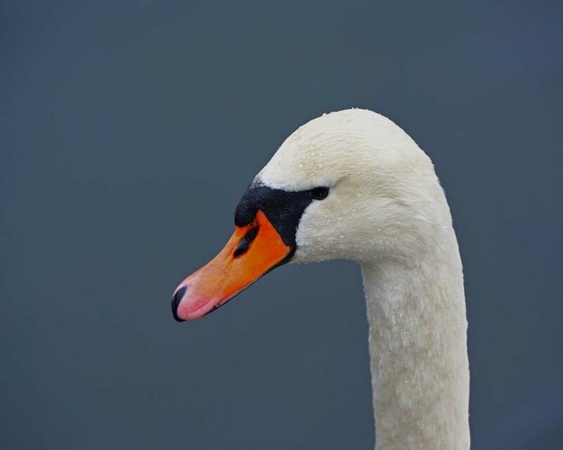 Do Swans have Ears? How do they hear? You'll be Surprised!