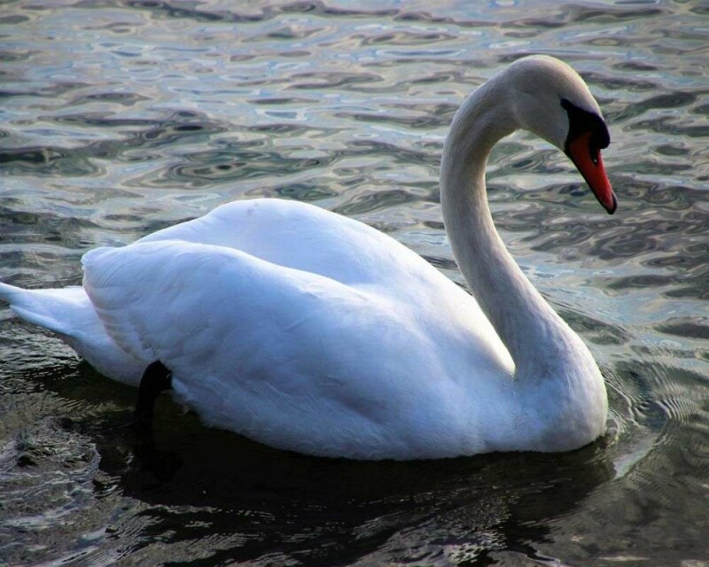 Do Swans have Ears? How do they hear? You'll be Surprised!