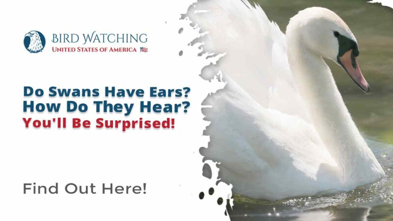 Do Swans have Ears? How do they hear? You'll be Surprised!