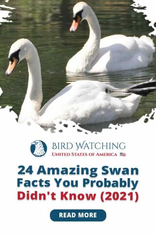 24 Amazing Swan Facts You Probably Didn't Know (2021)