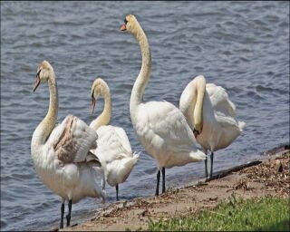 24 Amazing Swan Facts You Probably Didn't Know (2021)