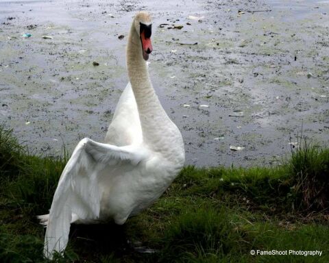 24 Amazing Swan Facts You Probably Didn't Know (2021)