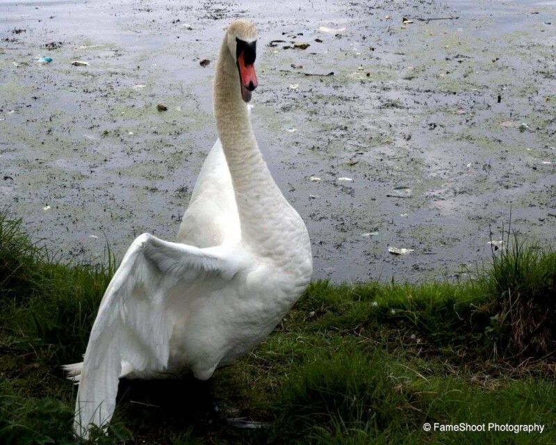 24 Amazing Swan Facts You Probably Didn't Know (2021)