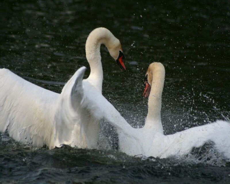 24 Amazing Swan Facts You Probably Didn't Know (2021)