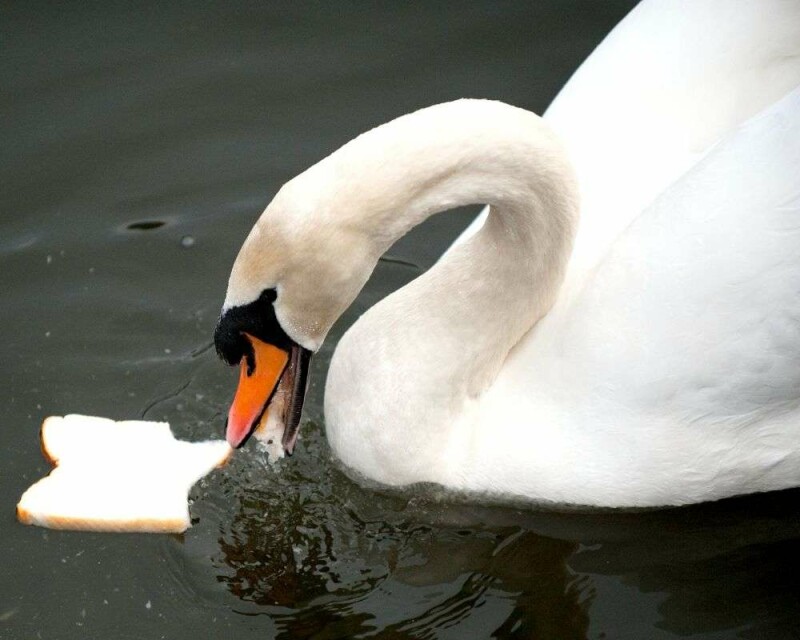 24 Amazing Swan Facts You Probably Didn't Know (2021)