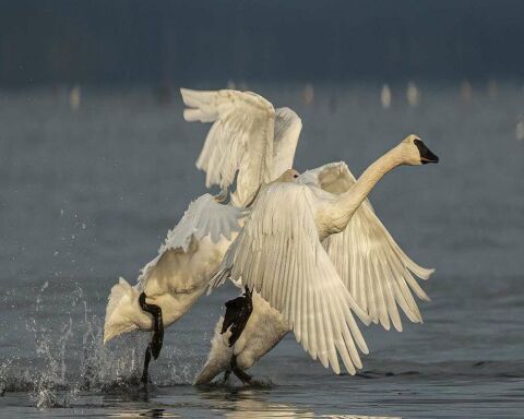 24 Amazing Swan Facts You Probably Didn't Know (2021)