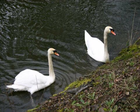 24 Amazing Swan Facts You Probably Didn't Know (2021)