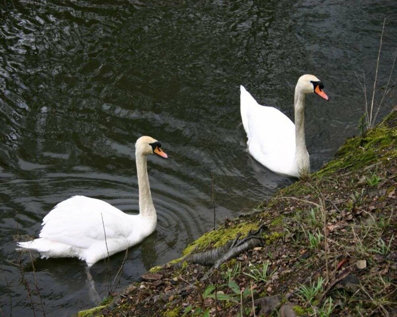 24 Amazing Swan Facts You Probably Didn't Know (2021)