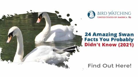 24 Amazing Swan Facts You Probably Didn't Know (2021)
