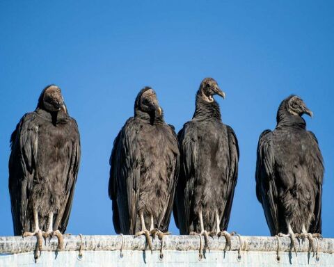 How To Tell a Vulture from A Buzzard? 8 Big Differences!