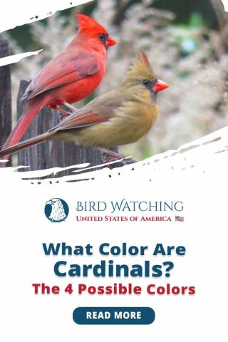 What Color Are Cardinals? The 4 Possible Colors