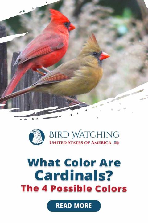 What Color Are Cardinals? The 4 Possible Colors