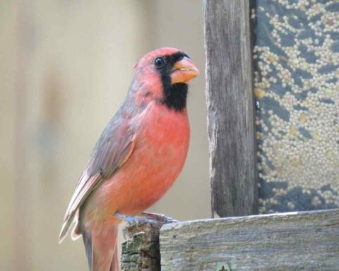 What Color Are Cardinals? The 4 Possible Colors