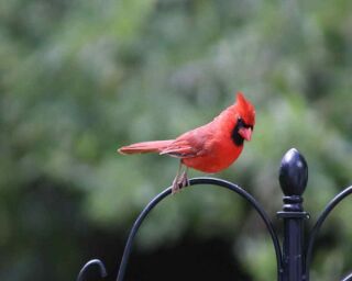 What Color Are Cardinals? The 4 Possible Colors