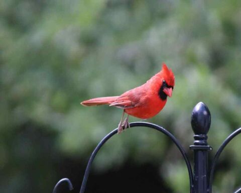 What Color Are Cardinals? The 4 Possible Colors