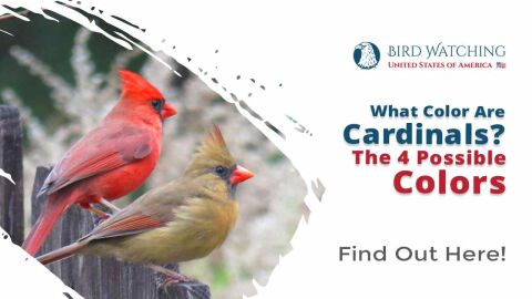 What Color Are Cardinals? The 4 Possible Colors