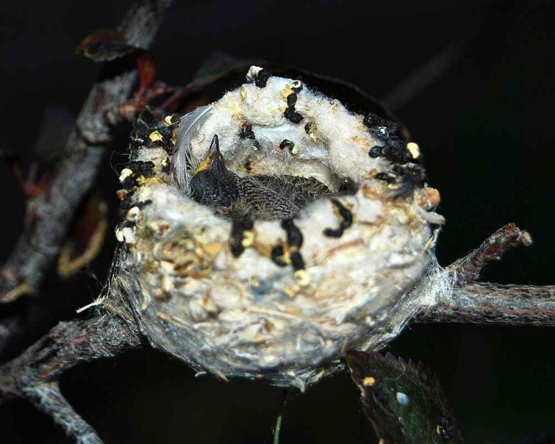 What Do Baby Hummingbirds Look Like? [12 Pictures!]