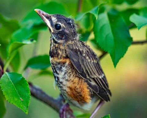 What Do Baby Robins Eat? How to Take Care of a Baby Robin