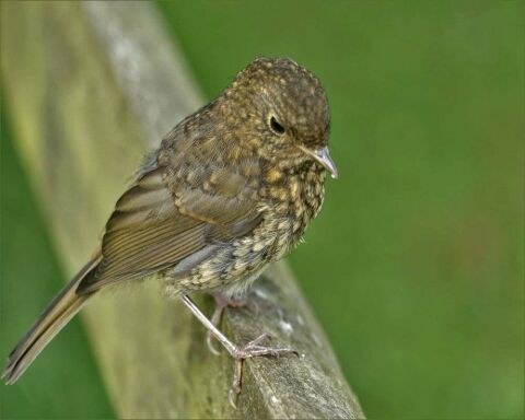 What Do Baby Robins Eat? How to Take Care of a Baby Robin