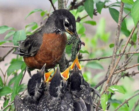 What Do Baby Robins Eat? How to Take Care of a Baby Robin