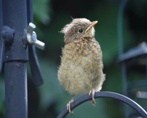 What Do Baby Robins Eat? How to Take Care of a Baby Robin