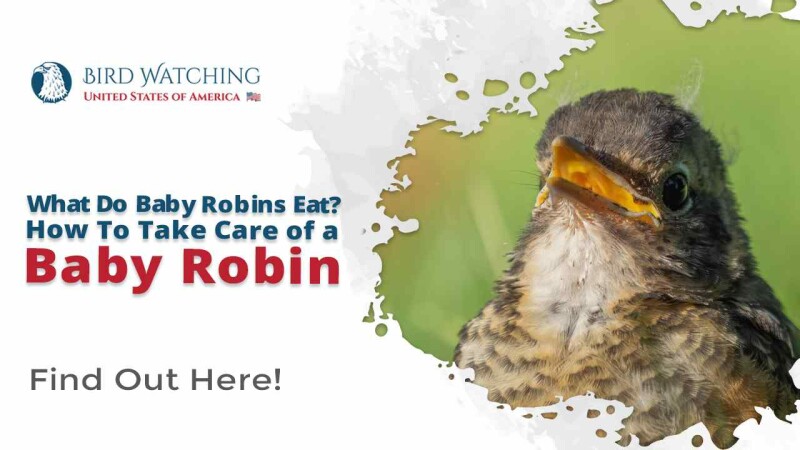 What Do Baby Robins Eat? How to Take Care of a Baby Robin