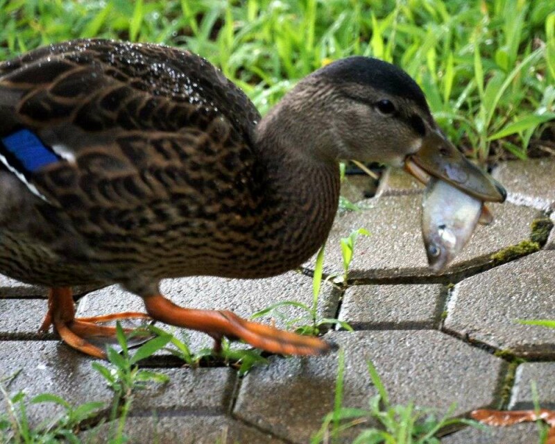 The 7 Shocking Things Ducks Eat in The Wild And Other Stuff