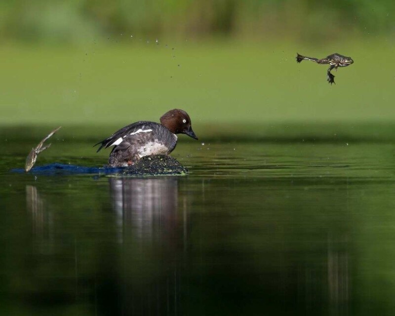 The 7 Shocking Things Ducks Eat in The Wild And Other Stuff