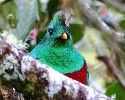 What do Quetzals Eat? It's Disgusting, but it Works for Them!