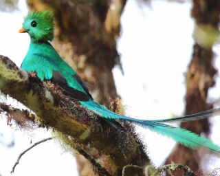 What do Quetzals Eat? It's Disgusting, but it Works for Them!