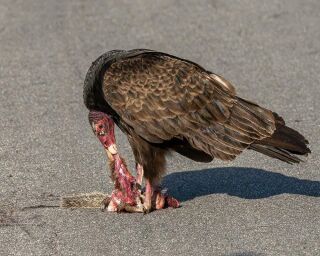 What Do Vultures Eat? It's Disgusting! But It Works for Them