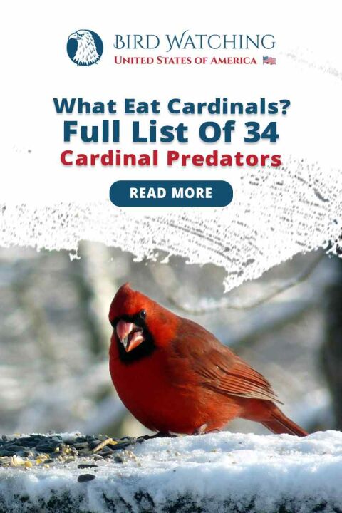 What Eats Cardinals? Full List of 24 Cardinal Predators
