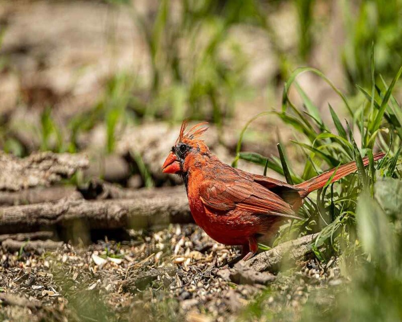 What Eats Cardinals? Full List of 24 Cardinal Predators