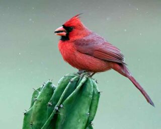 What Eats Cardinals? Full List of 24 Cardinal Predators