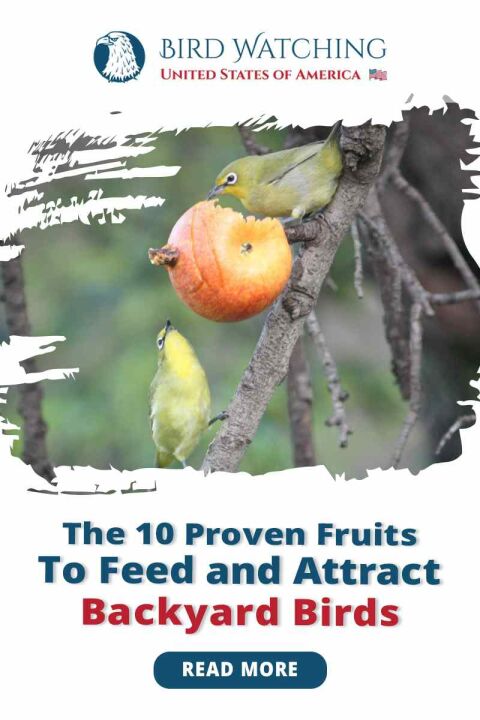 The 10 Proven Fruits to Feed and Attract Backyard Birds