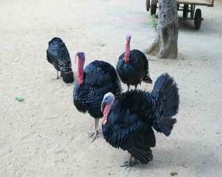 What is a Group of Turkeys Called? & 16 Remarkable Facts!