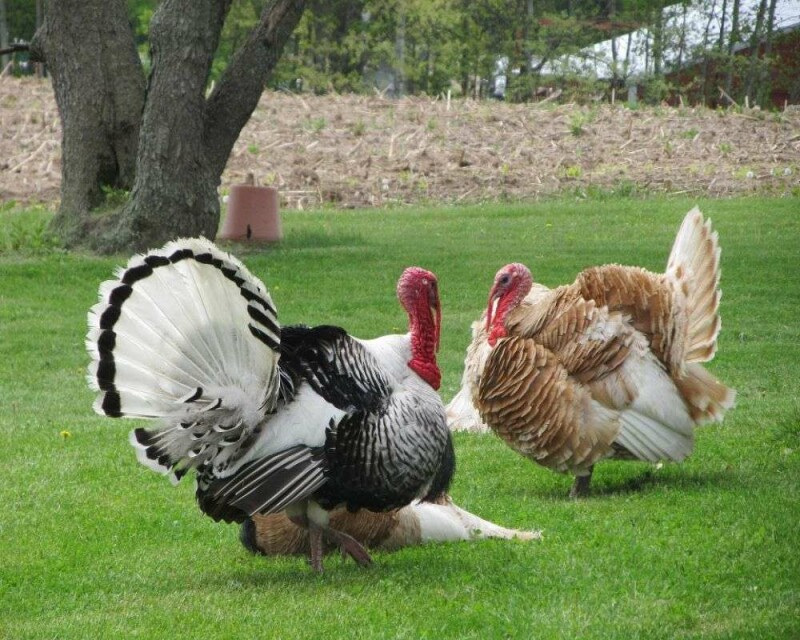 What is a Group of Turkeys Called? & 16 Remarkable Facts!