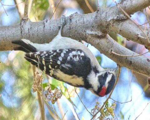 When Do Woodpeckers Lay Eggs? 13 Fascinating Facts