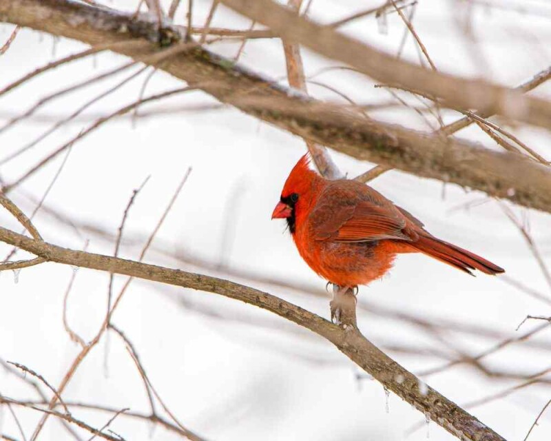 Where Do Cardinals Go in The Winter? Do They Migrate?