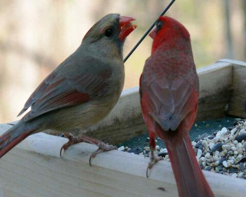 Where Do Cardinals Nest? It's Important to Attract Them!