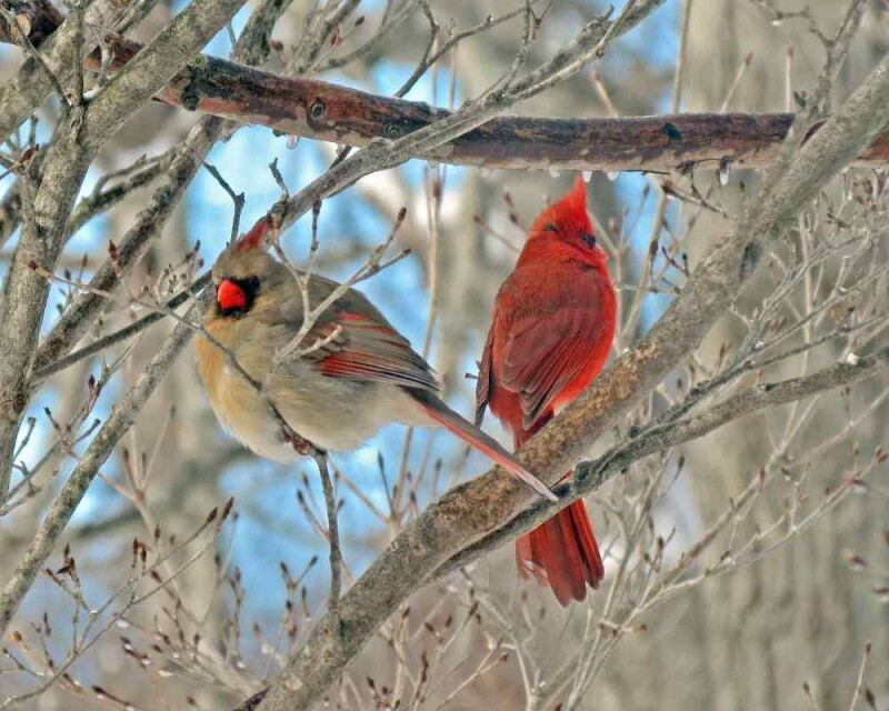 Where Do Cardinals Nest? It's Important to Attract Them!