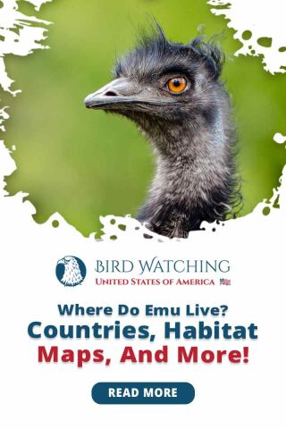 Where Do Emu Live? Countries, Habitat, Maps, and More!