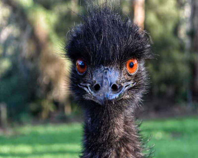 Where Do Emu Live? Countries, Habitat, Maps, and More!
