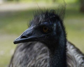 Where Do Emu Live? Countries, Habitat, Maps, and More!