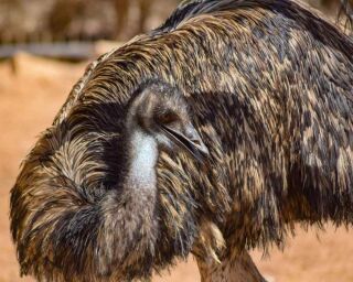 Where Do Emu Live? Countries, Habitat, Maps, and More!