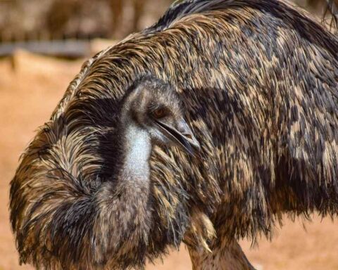 Where Do Emu Live? Countries, Habitat, Maps, and More!