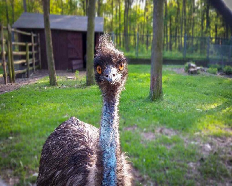 Where Do Emu Live? Countries, Habitat, Maps, and More!